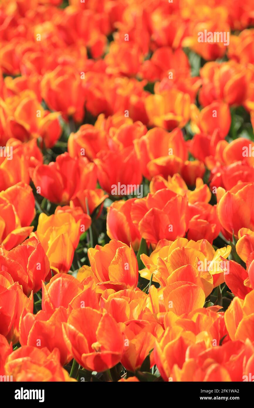 Flower bulb cultivation in the Netherlands Stock Photo - Alamy