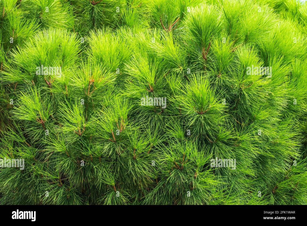 Closeup photo of green needle pine tree. Small pine cones at the end of ...