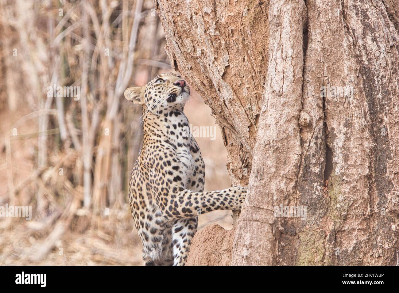 Bold & Beautiful Leopard.. when it gives sighting its festival for the ...