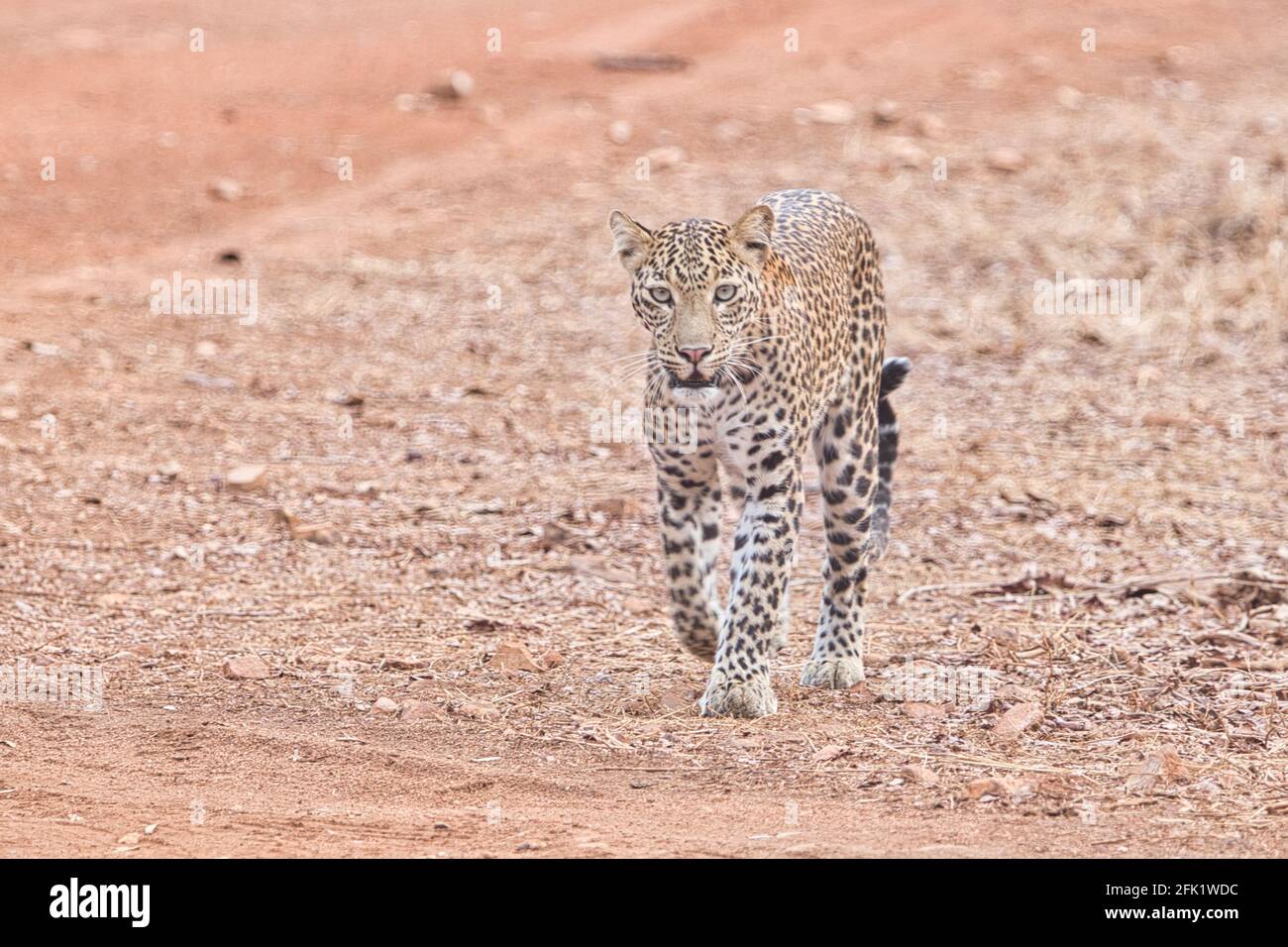 Bold & Beautiful Leopard.. when it gives sighting its festival for the ...