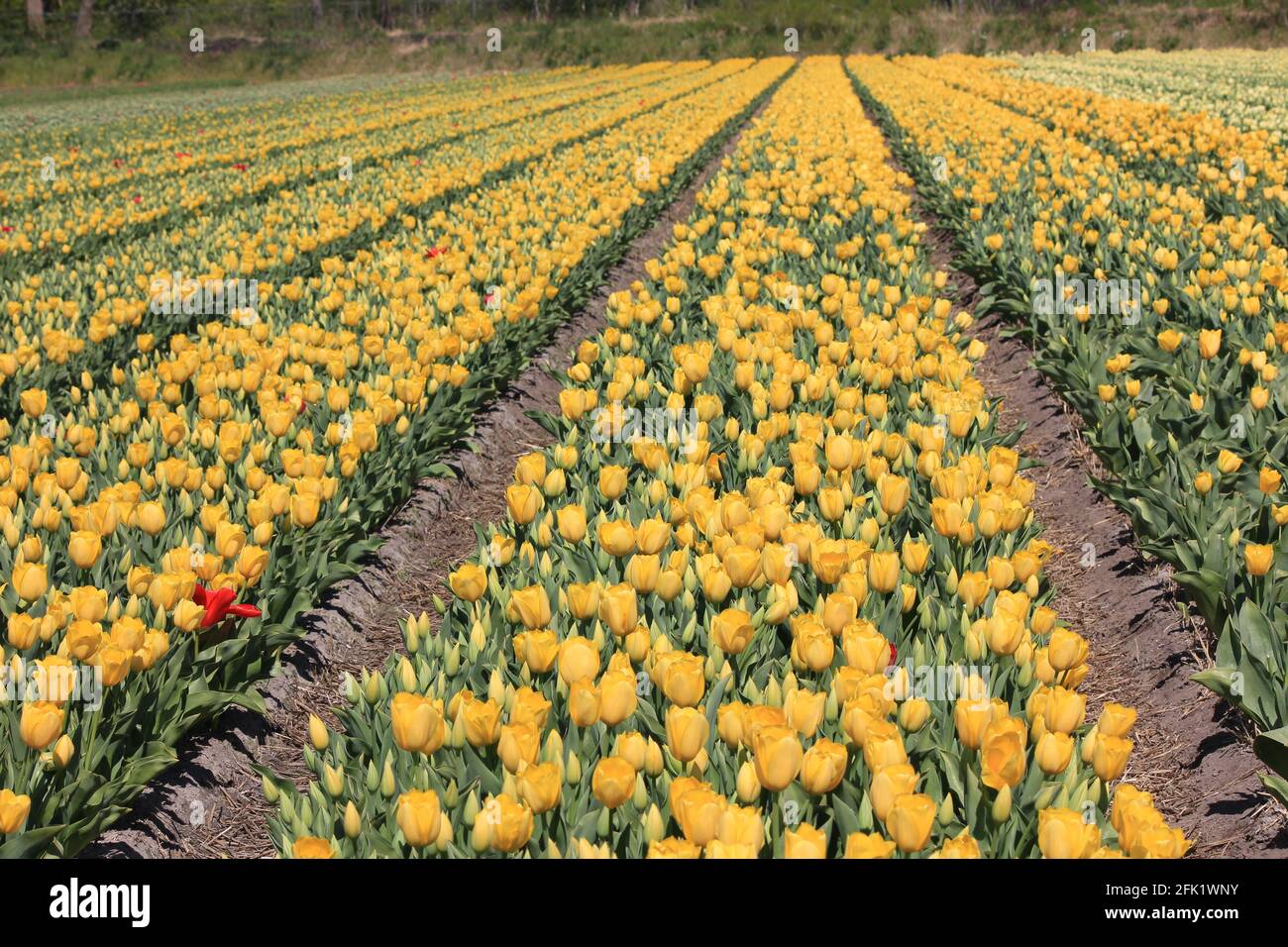 Flower bulb cultivation in the Netherlands Stock Photo - Alamy