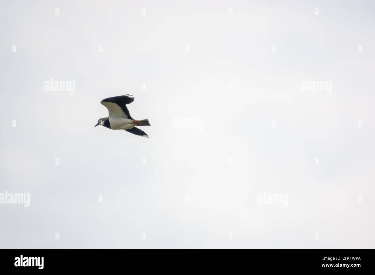 Birds are flying under the sky hi-res stock photography and images - Alamy