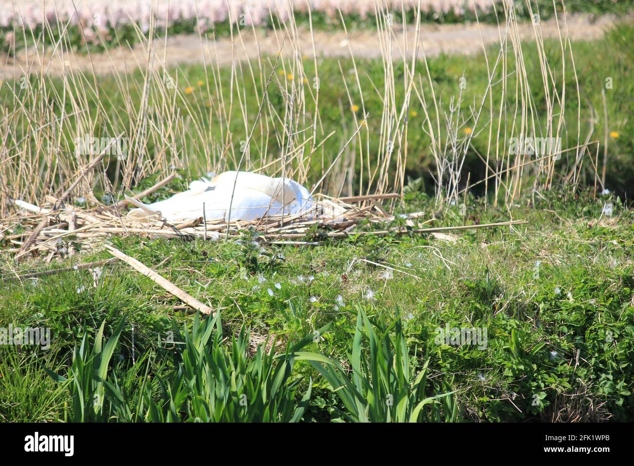 Swan eating fish hi-res stock photography and images - Alamy