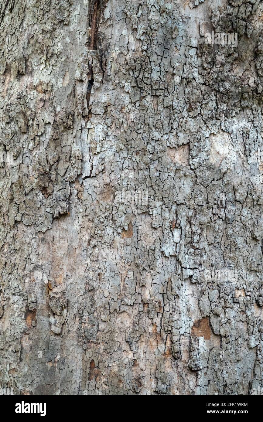 Bark texture and background of a old fir tree trunk. Detailed bark ...