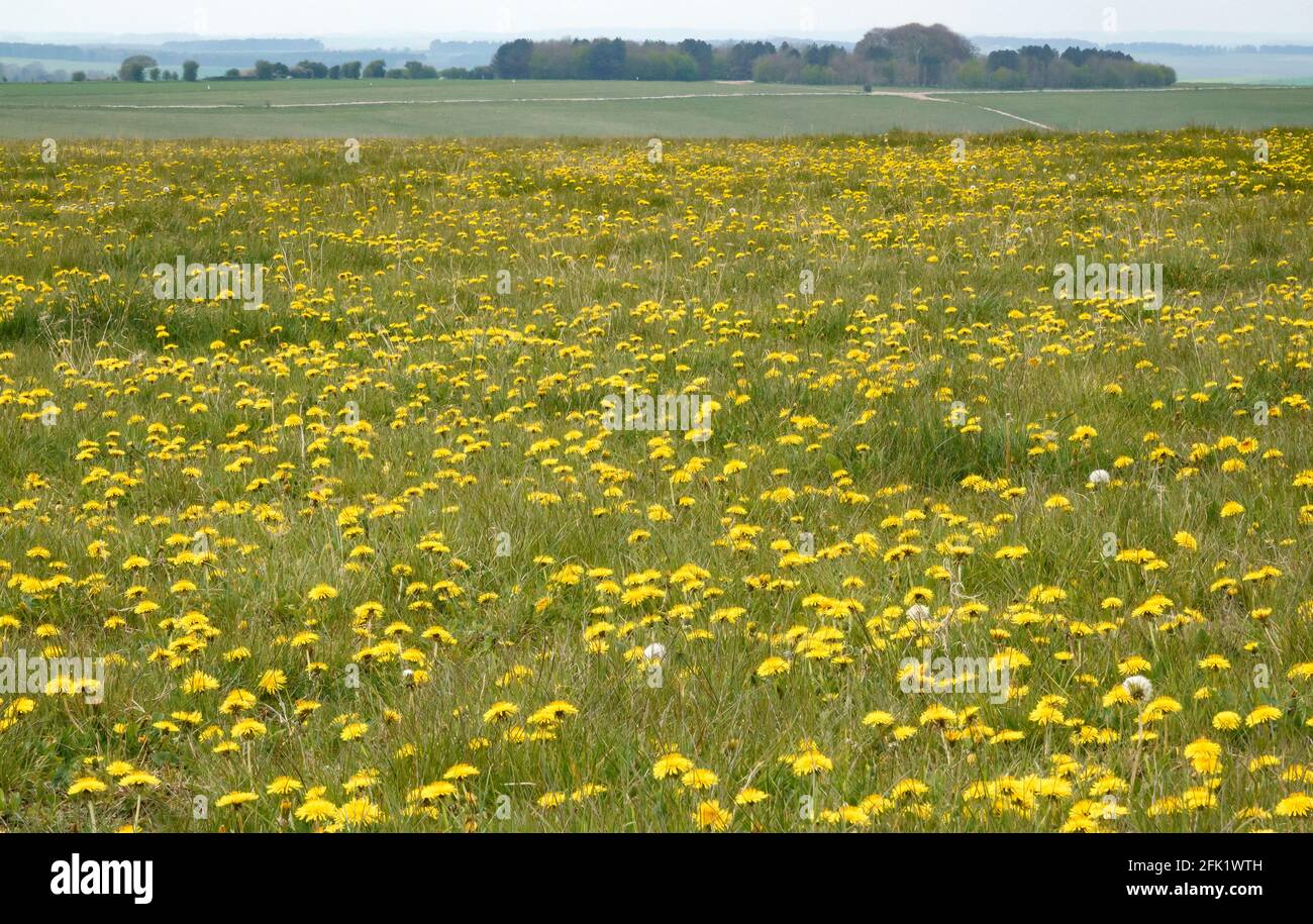 Tall dandelions hi-res stock photography and images - Alamy