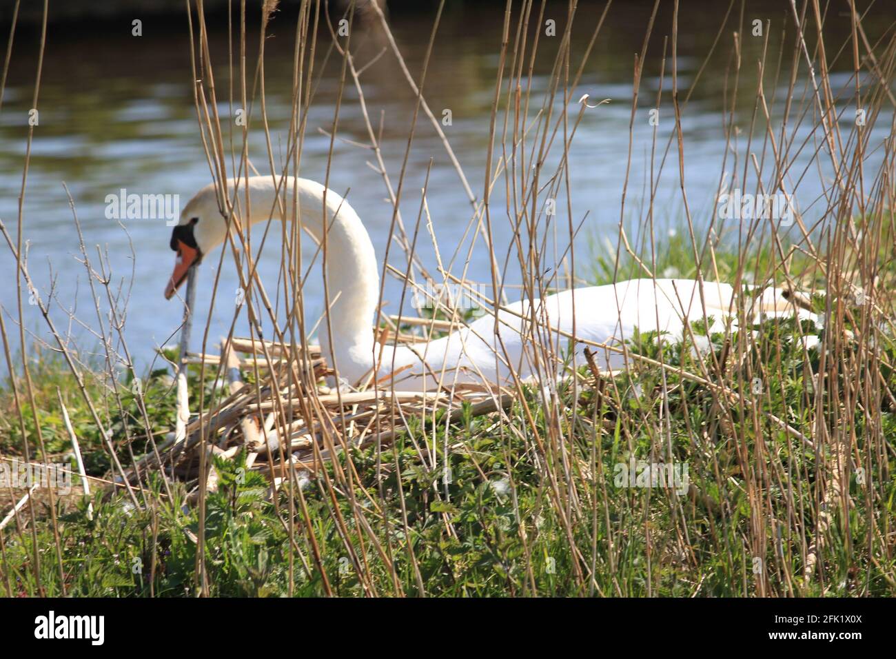 Swan eating fish hi-res stock photography and images - Alamy