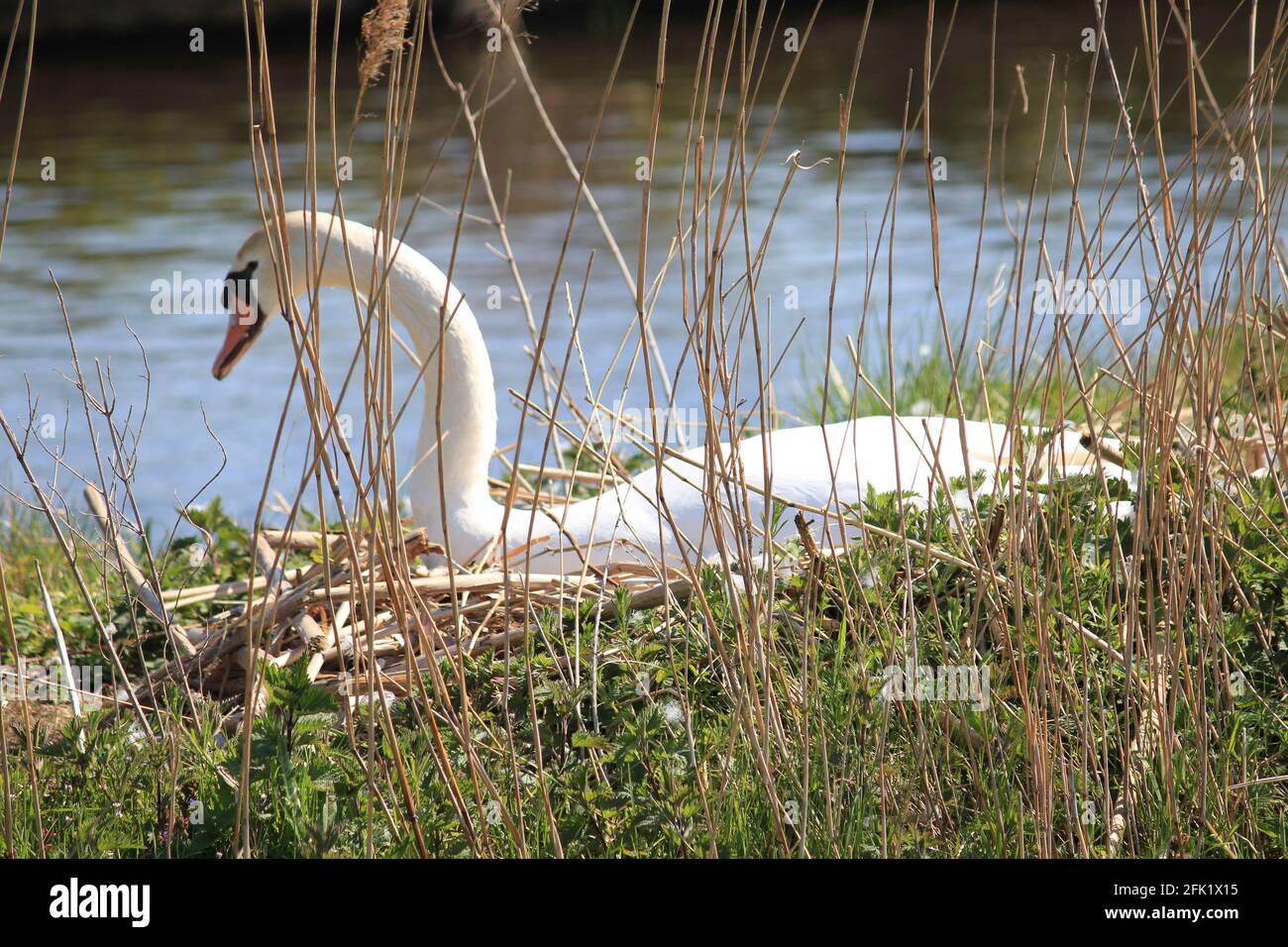 Swans legs hi-res stock photography and images - Alamy