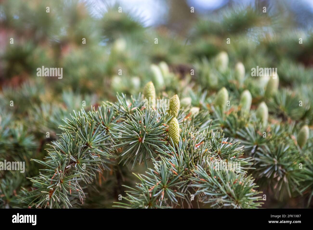 Branch of an Atlas cedar with needles and cones. Cedar Atlas Lat ...