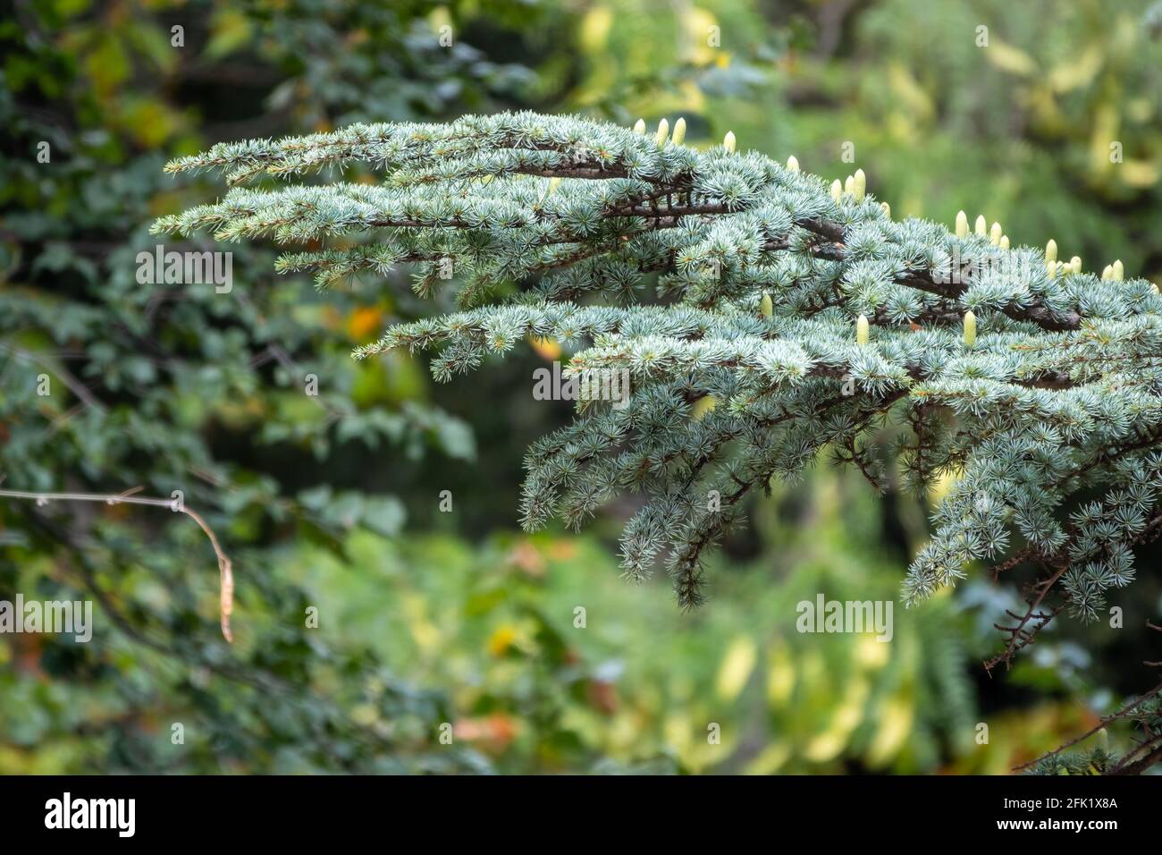 Branch of an Atlas cedar with needles and cones. Cedar Atlas Lat ...