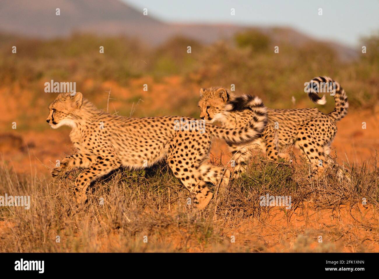 Cheetah cub tails hi-res stock photography and images - Alamy