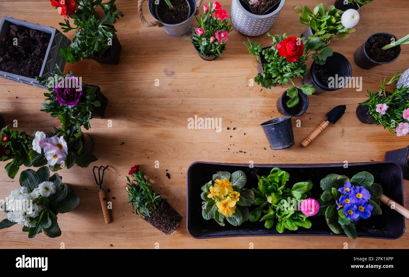 Preparation of flowers for decomposition on the balcony Stock Photo - Alamy