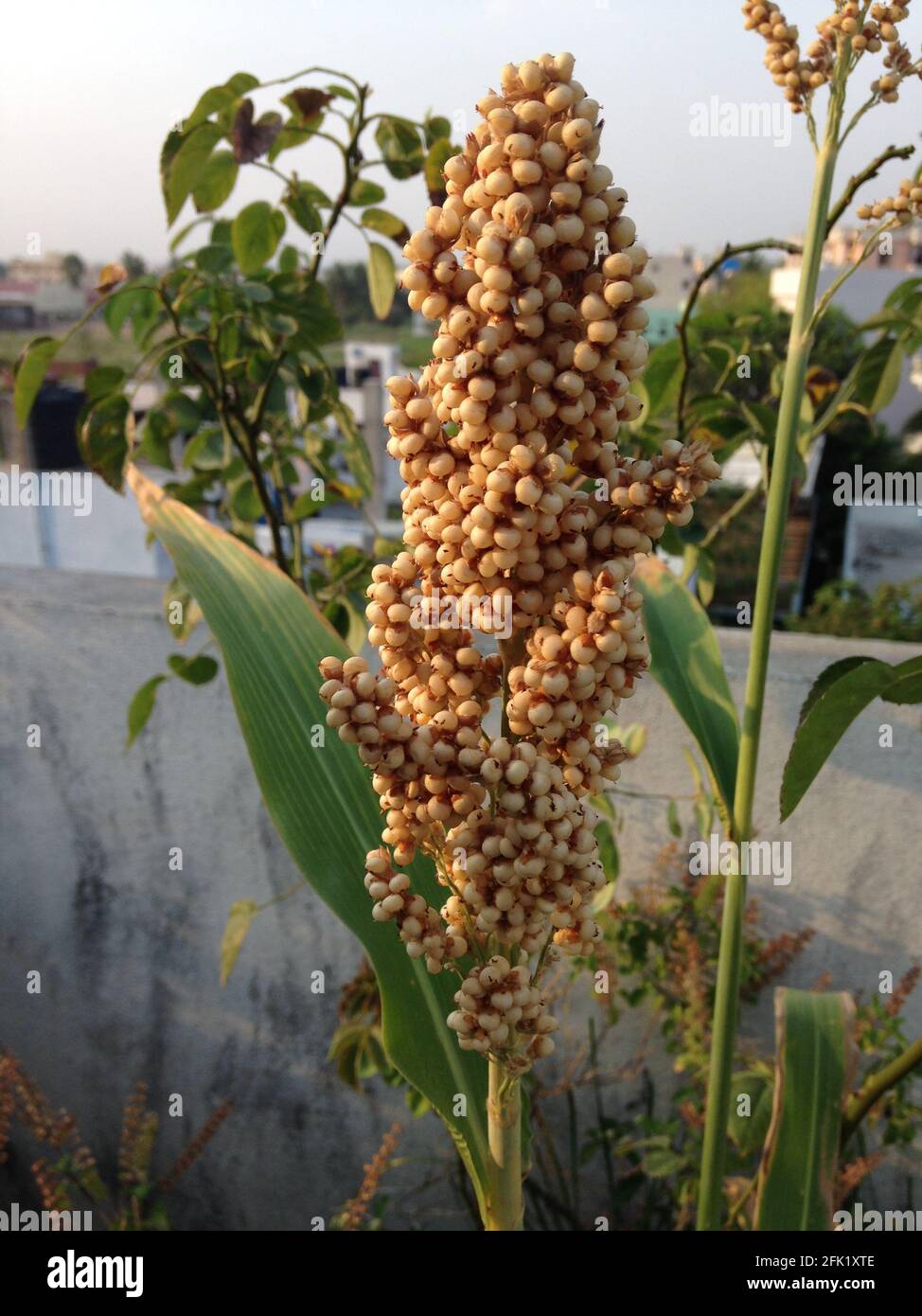 Clump of sorghum with rgrains growing in the field Stock Photo - Alamy