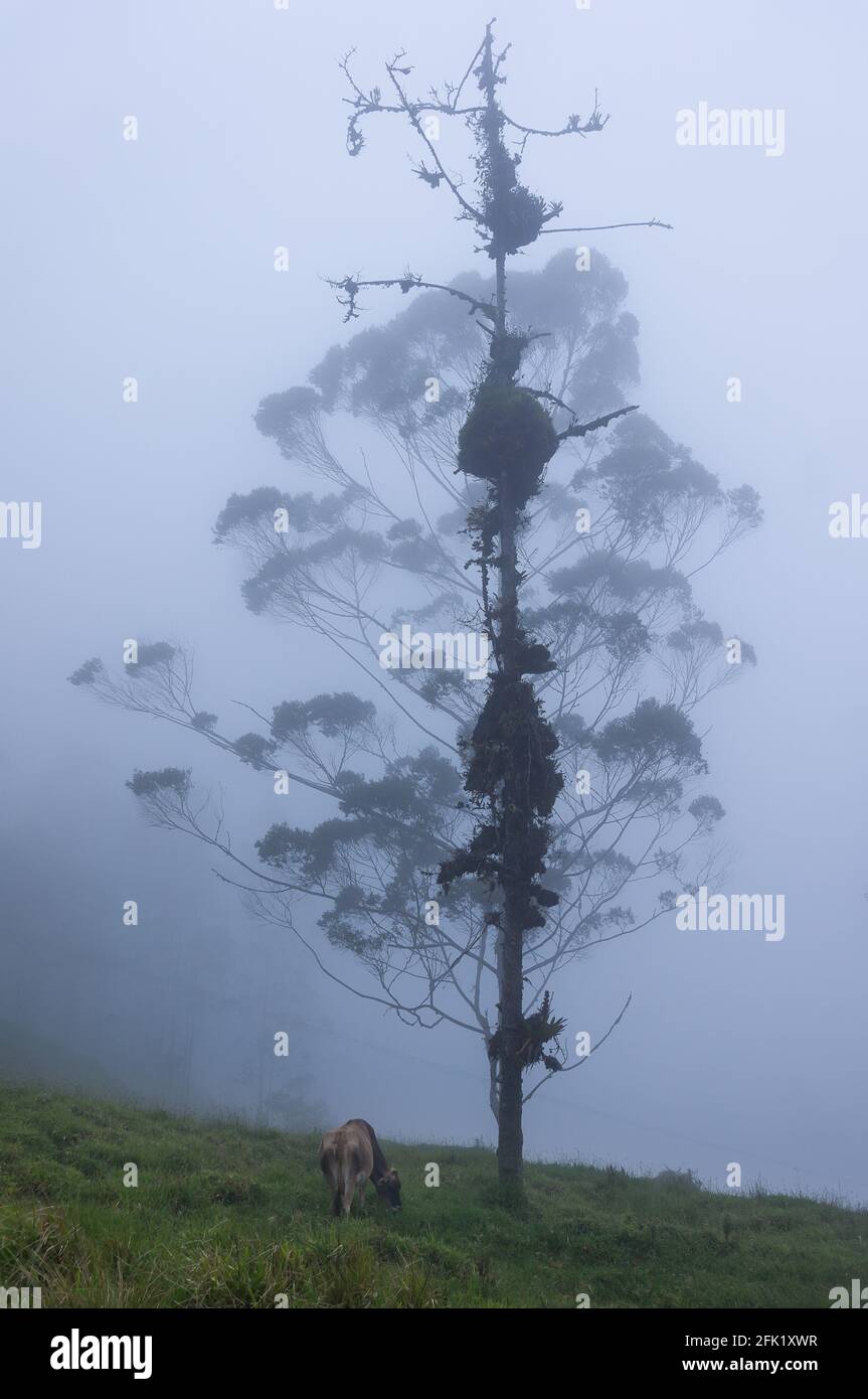 beautiful Colombian natural landscapes, cities, blue skies, animals in ...