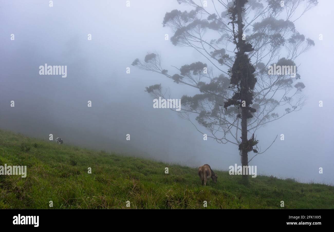 beautiful Colombian natural landscapes, cities, blue skies, animals in ...