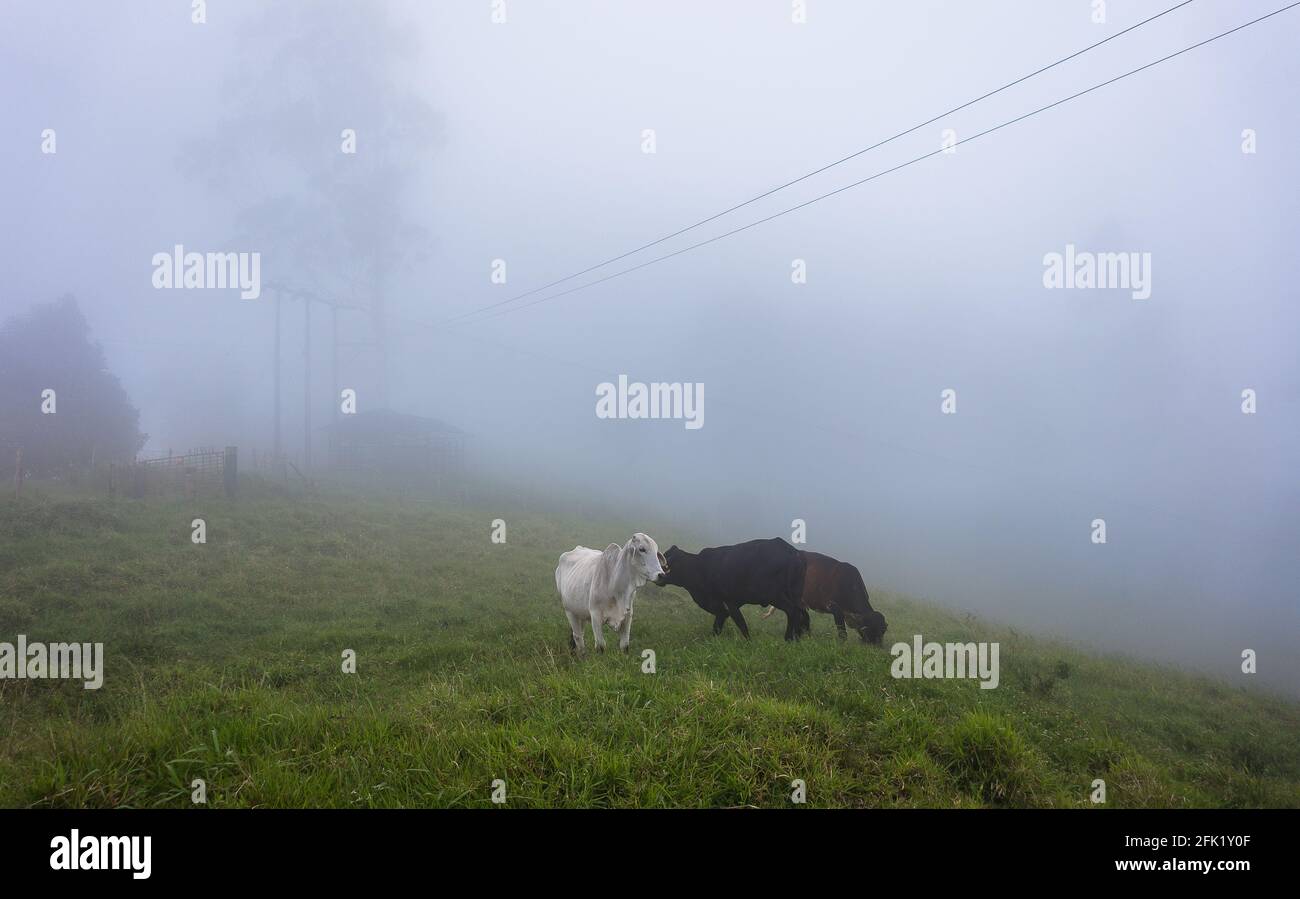 beautiful Colombian natural landscapes, cities, blue skies, animals in ...