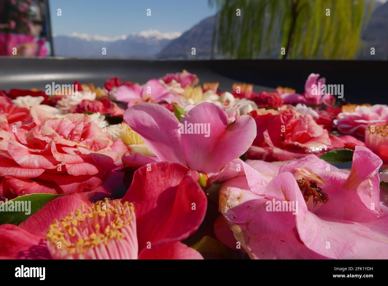 colorful flowers floating on water surface background Stock Photo - Alamy