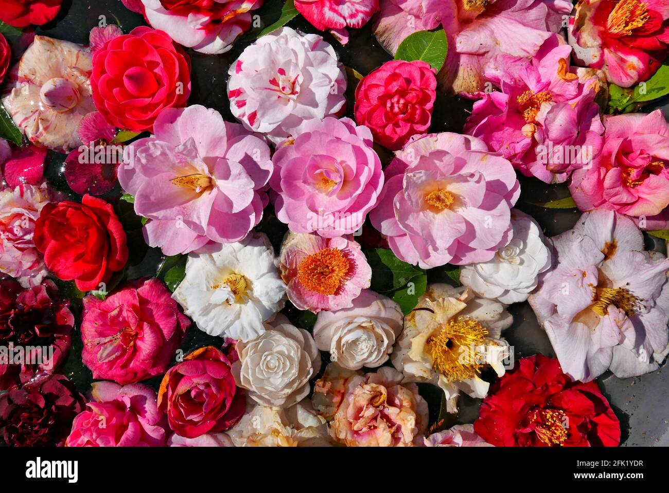 colorful flowers floating on water surface background Stock Photo - Alamy