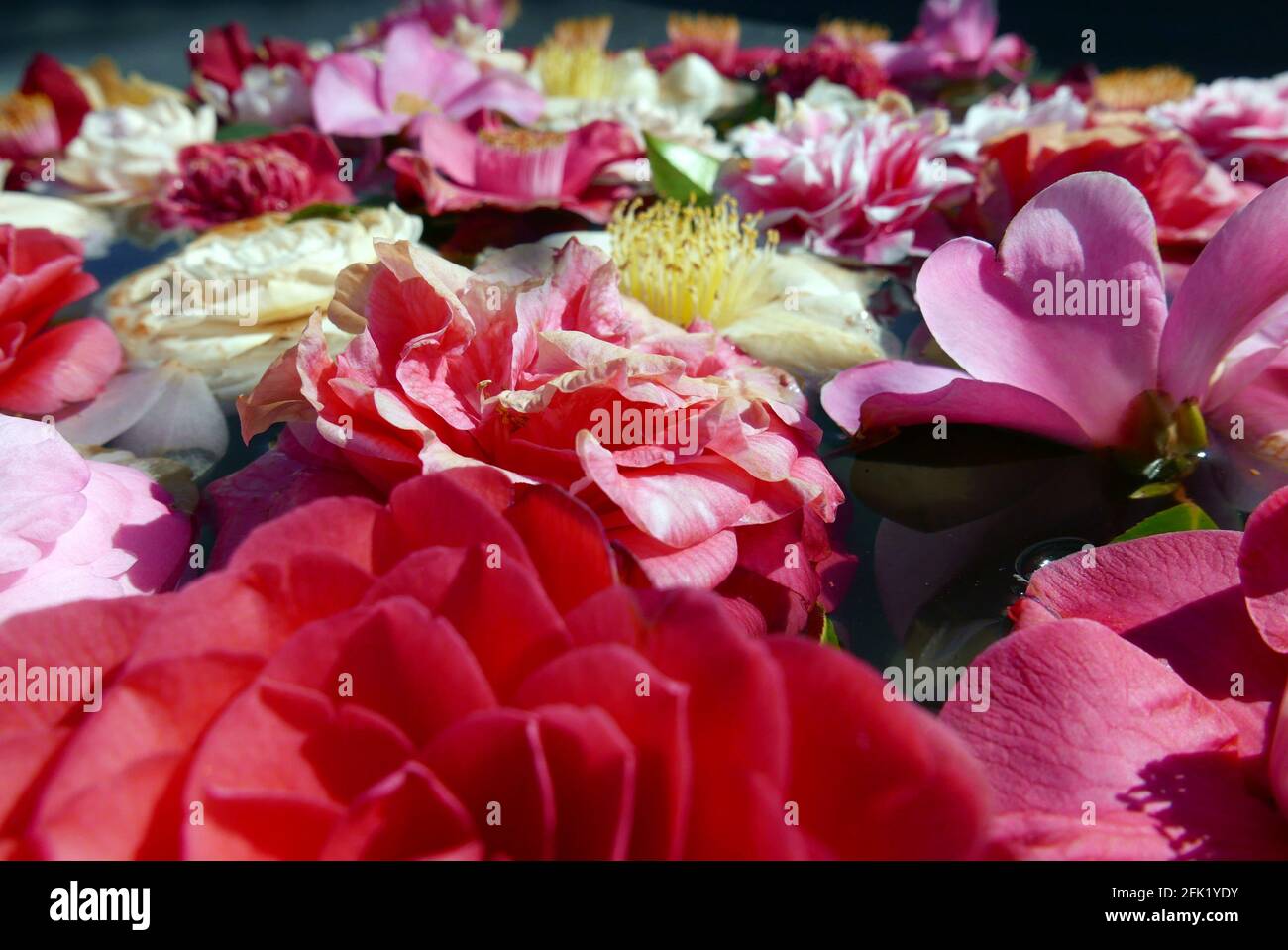 colorful flowers floating on water surface background Stock Photo - Alamy
