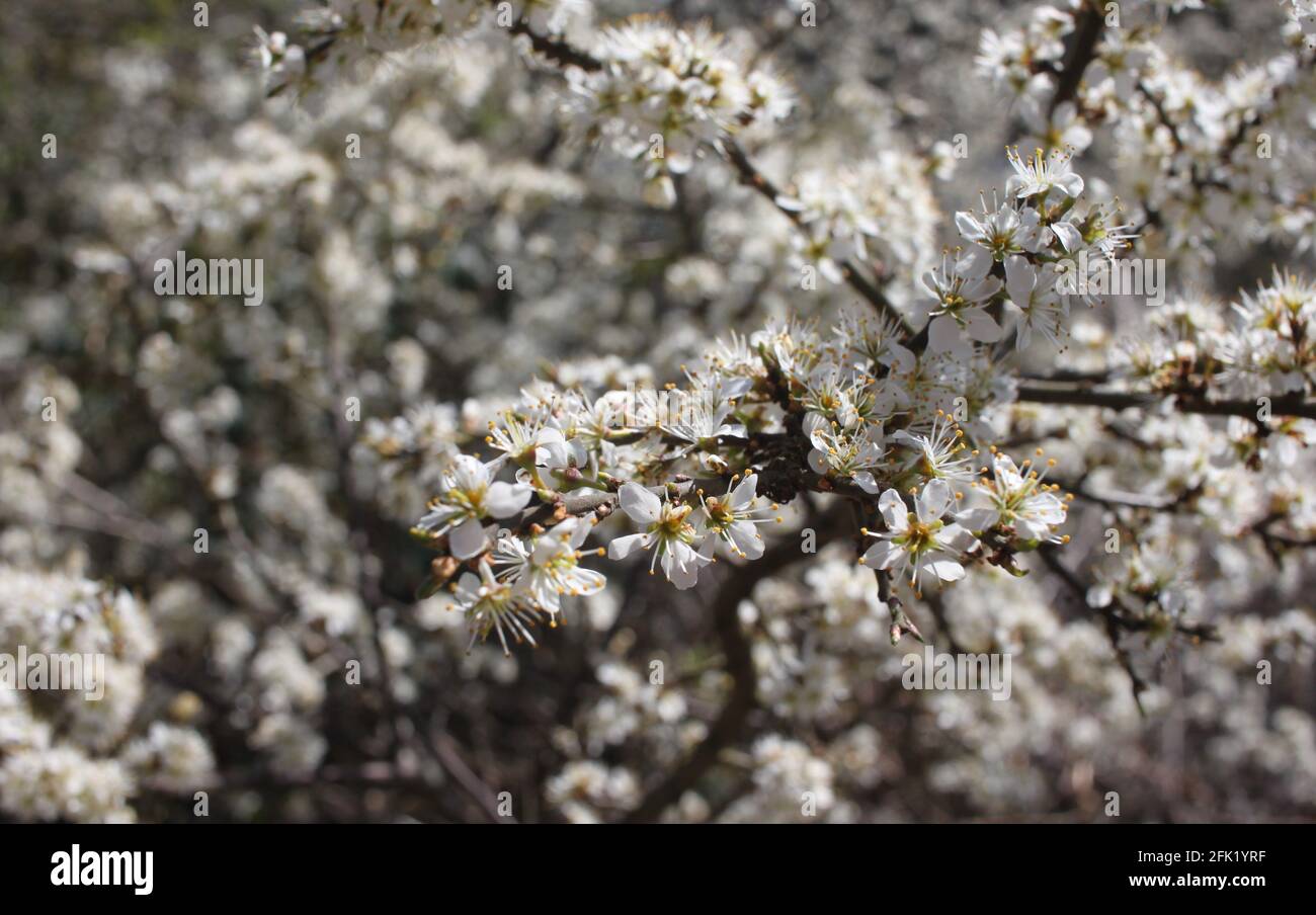 Gentle bloom of white flowers High Resolution Stock Photography and ...