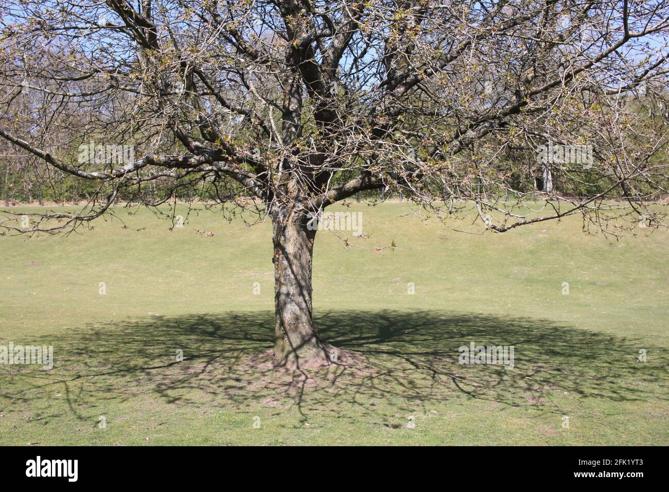 Public spaces and trees hi-res stock photography and images - Alamy