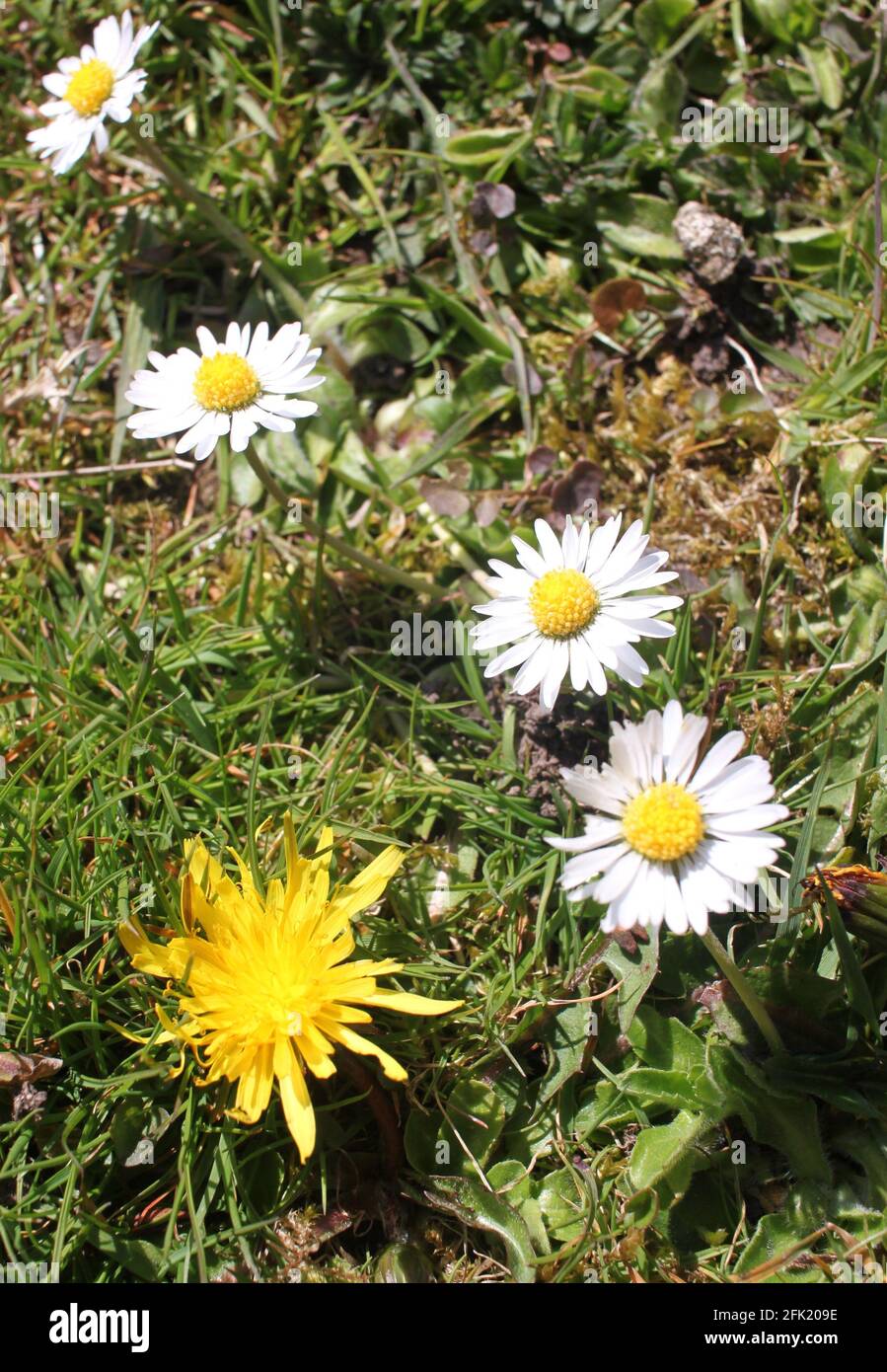 The wonderful edible dandelion hi-res stock photography and images - Alamy