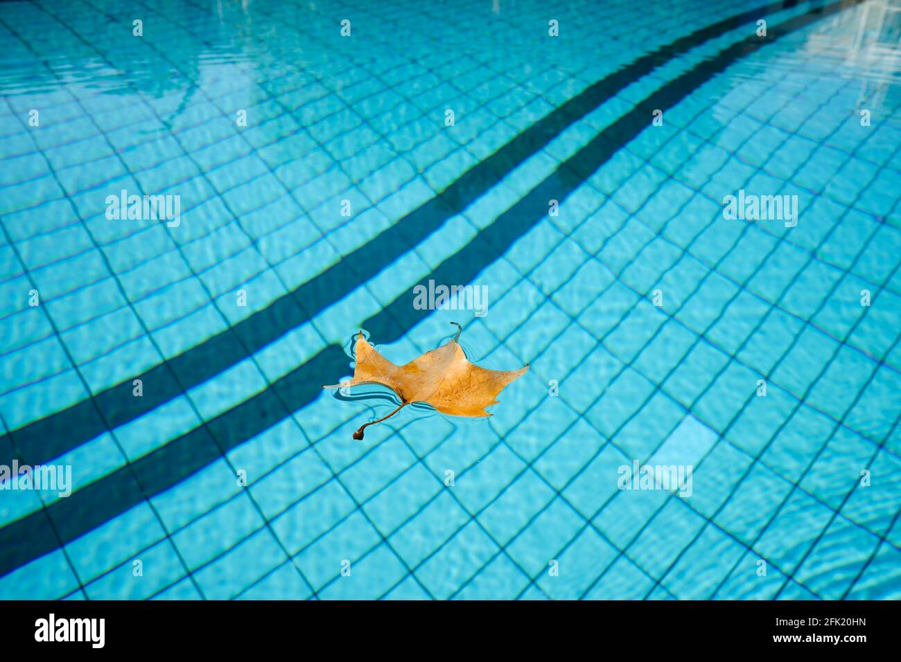 Swimming leaf hi-res stock photography and images - Alamy