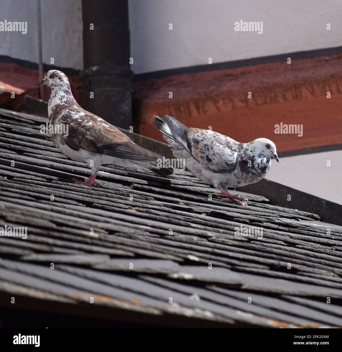 Pedigree pigeon hi-res stock photography and images - Alamy