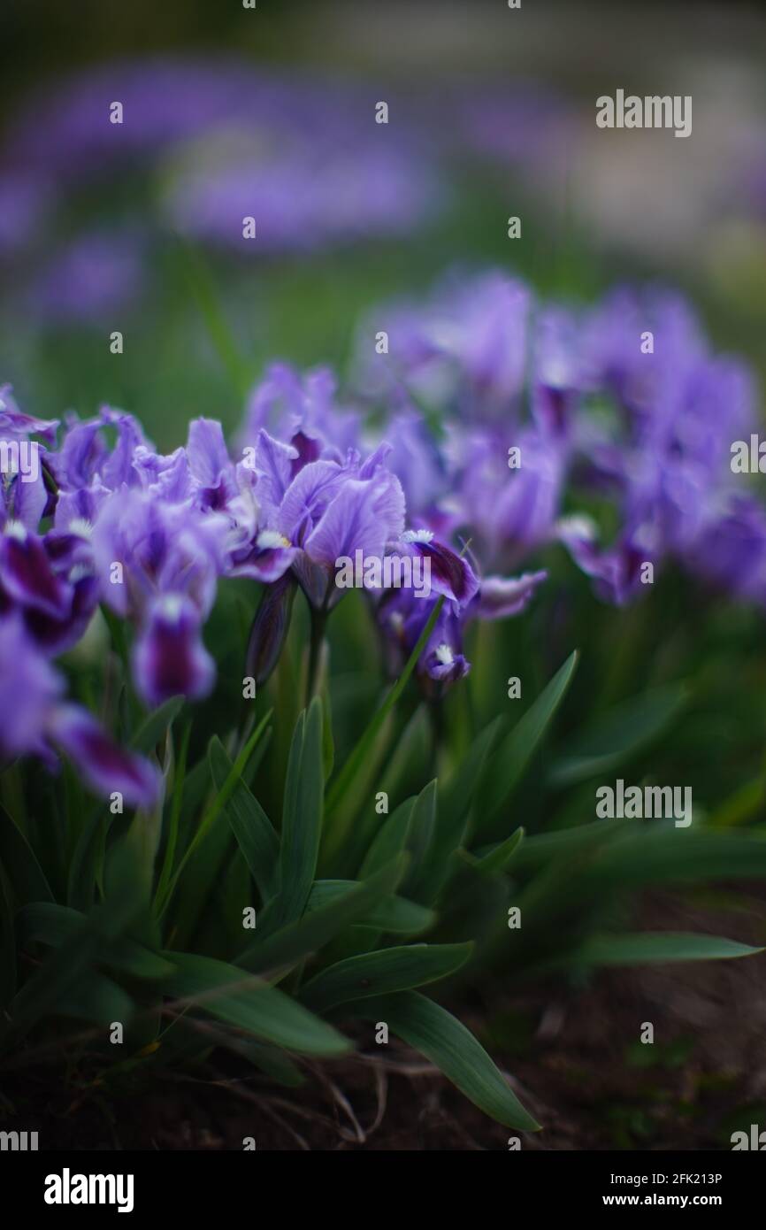 Lush purple iris flowers with green leaves grows in spring garden Stock ...