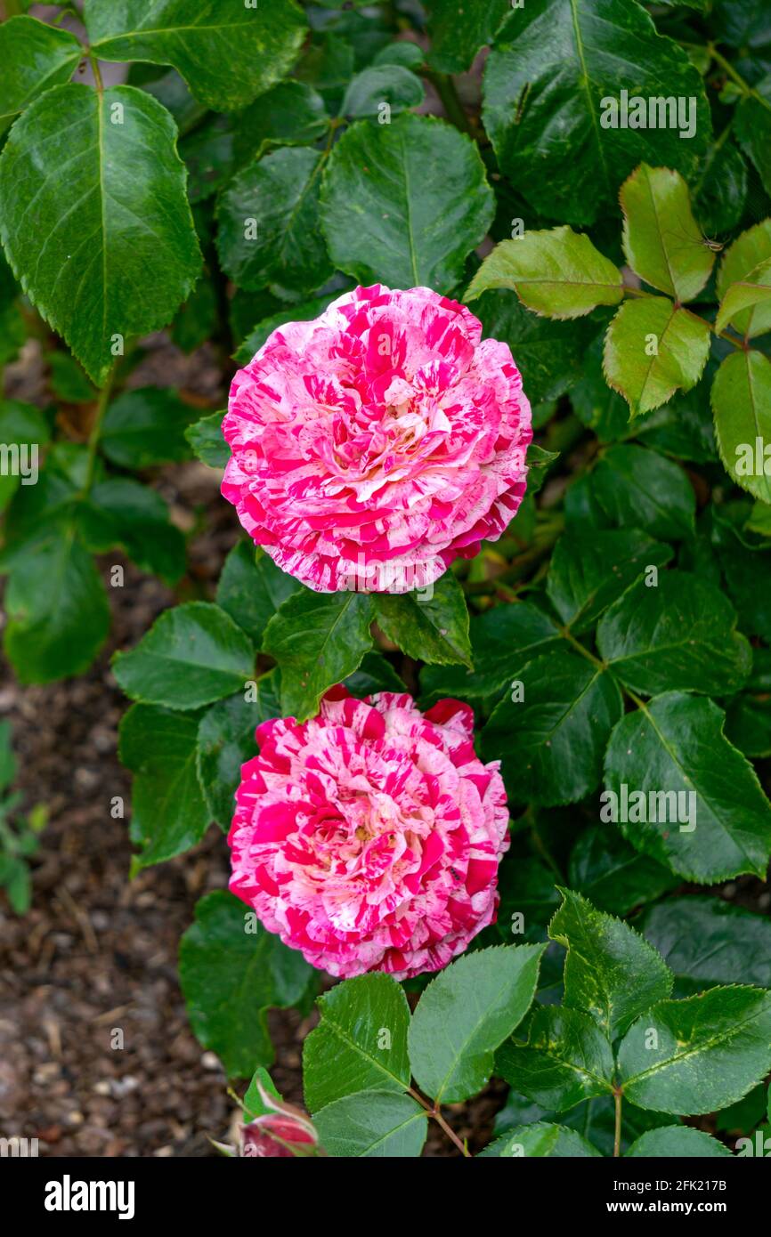 Two rose flowers with pink-white petals on a background of green leaves ...