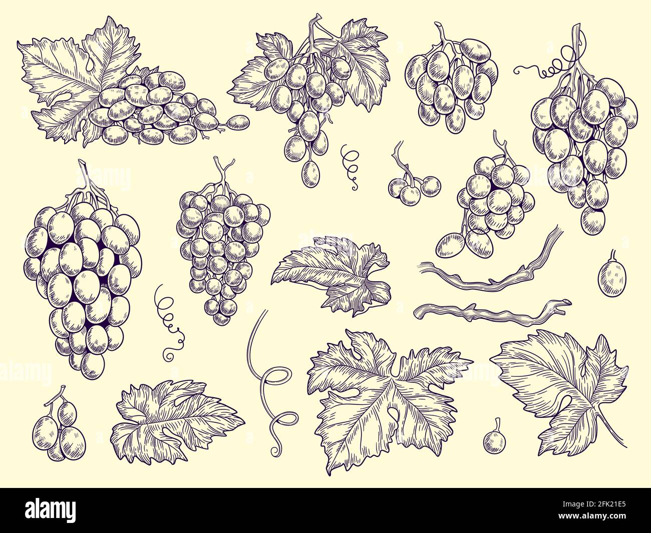 Grapes set. Vineyard collection wine grapes and leaves vector engraving ...