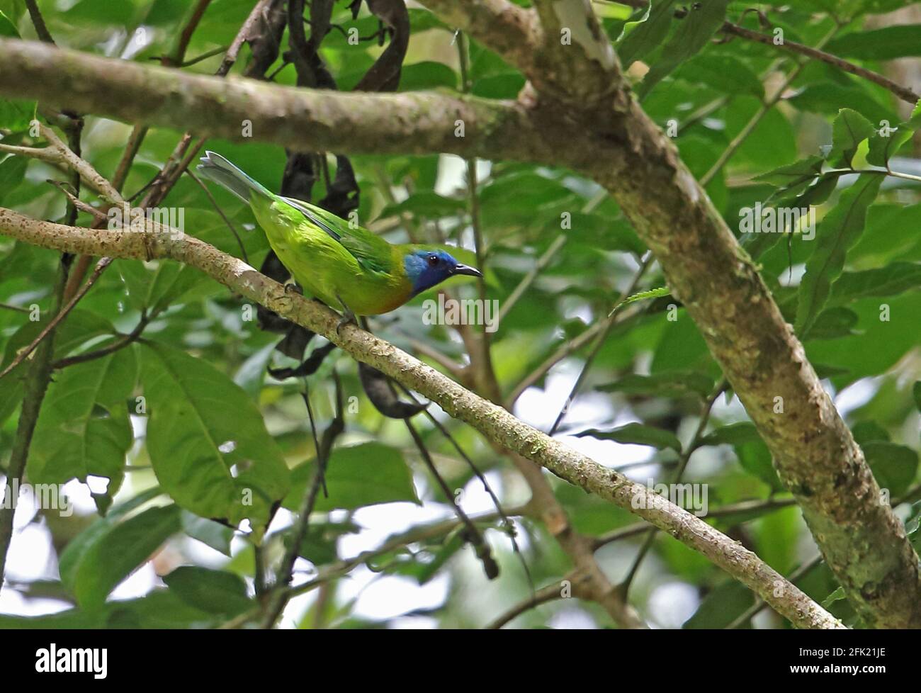 Blue masked leafbird hi-res stock photography and images - Alamy