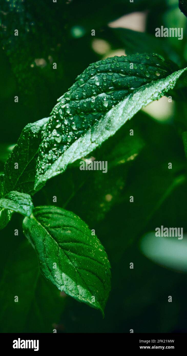 Mint leaves with dew water drops Stock Photo - Alamy