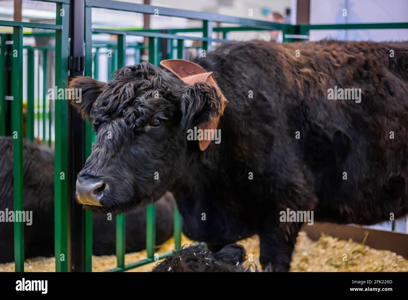 Large black bull at agricultural animal exhibition, trade show Stock ...
