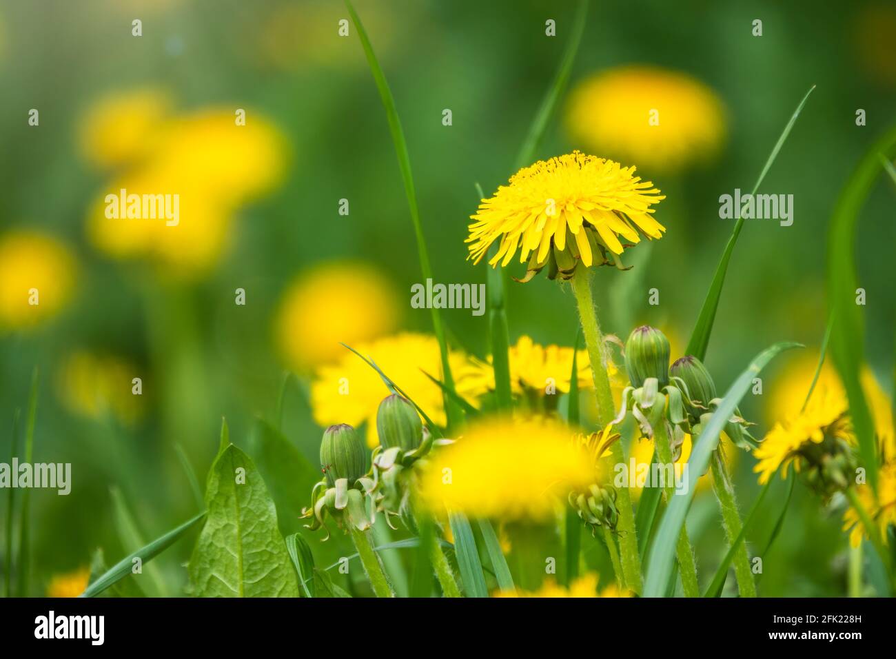 Field of yellow dandelions. Summer field of dandelions. Taraxacum ...