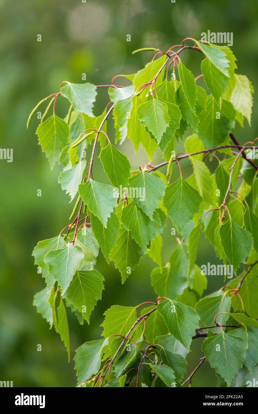 Birch Tree Leaves Identification
