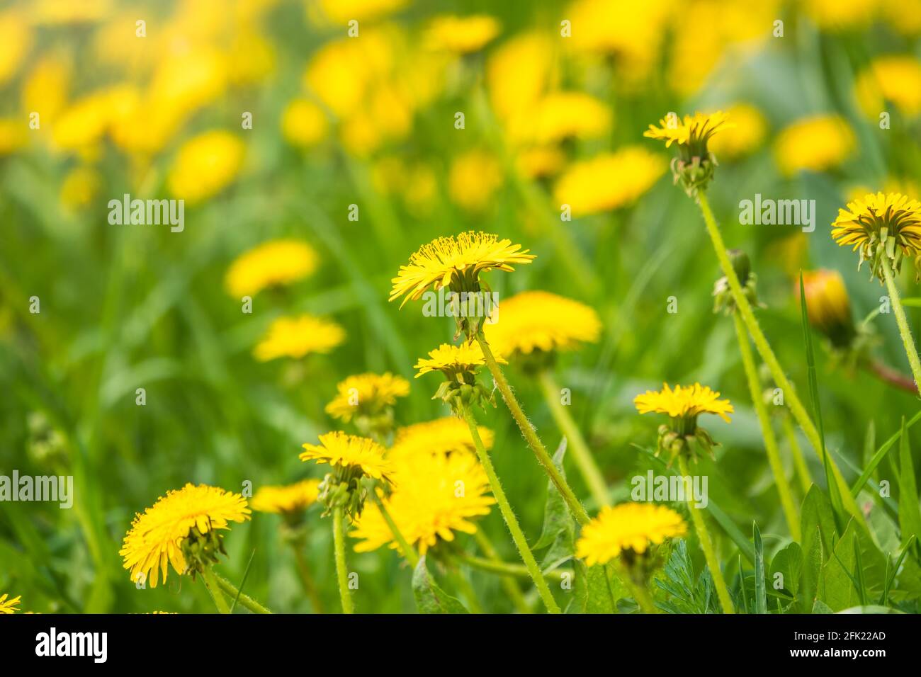 Field of yellow dandelions. Summer field of dandelions. Taraxacum ...