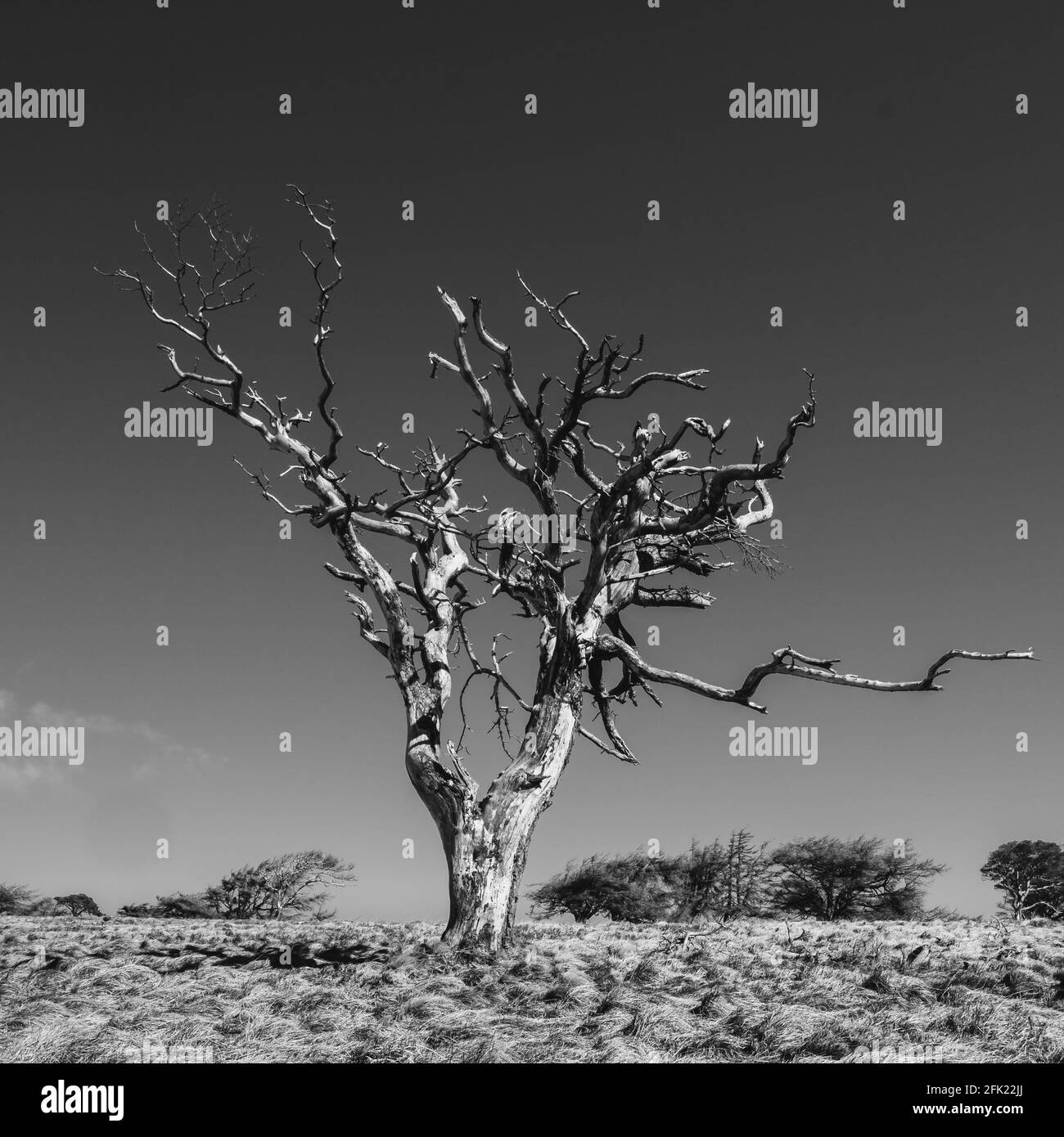 Lone dead tree with bleached bark on Great Mell Fell Stock Photo - Alamy