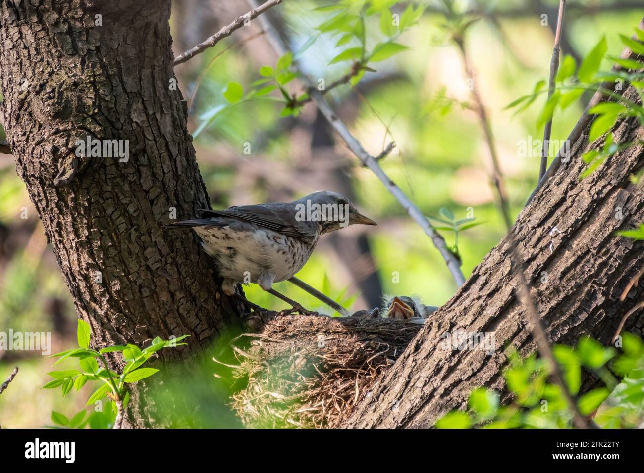 Thrush fieldfare, Turdus pilaris, in a nest with chicks. The Fieldfare ...