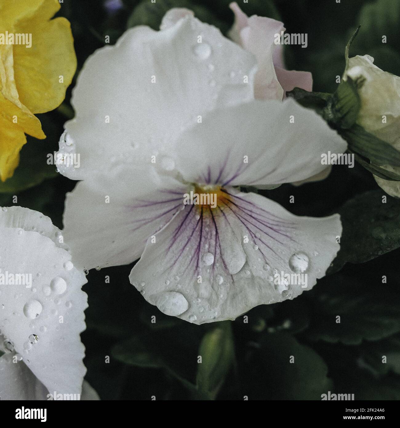 Closeup shot of water droplets on white a pansy flower after a drizzle ...