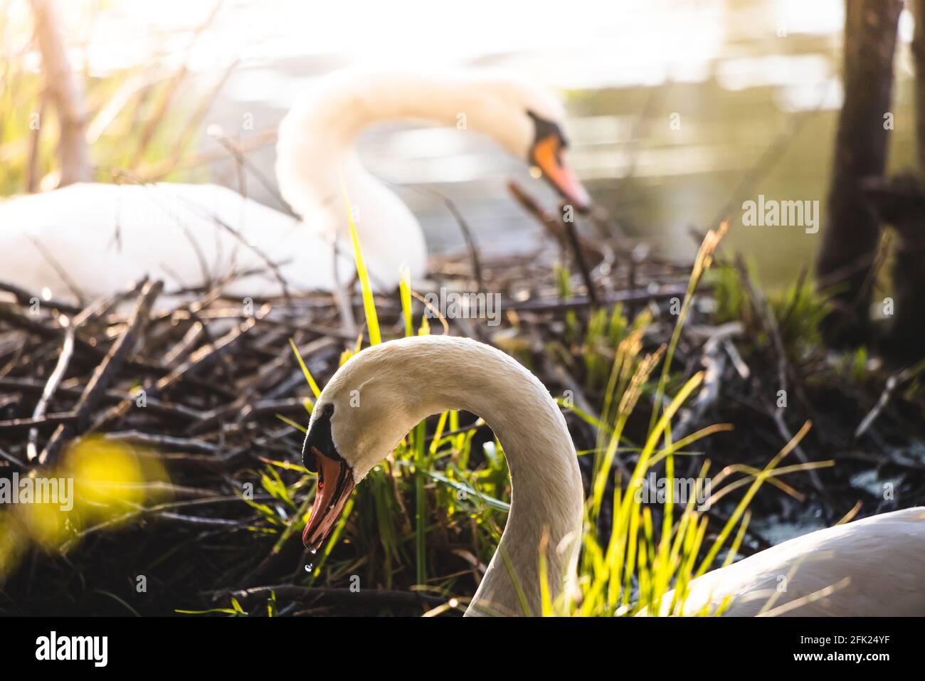 Side swan hi-res stock photography and images - Alamy
