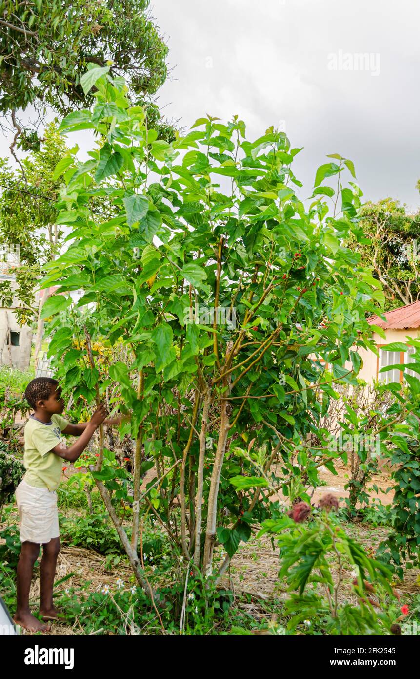 Mulberry Tree In Jamaica Store | sims.mpob.gov.my