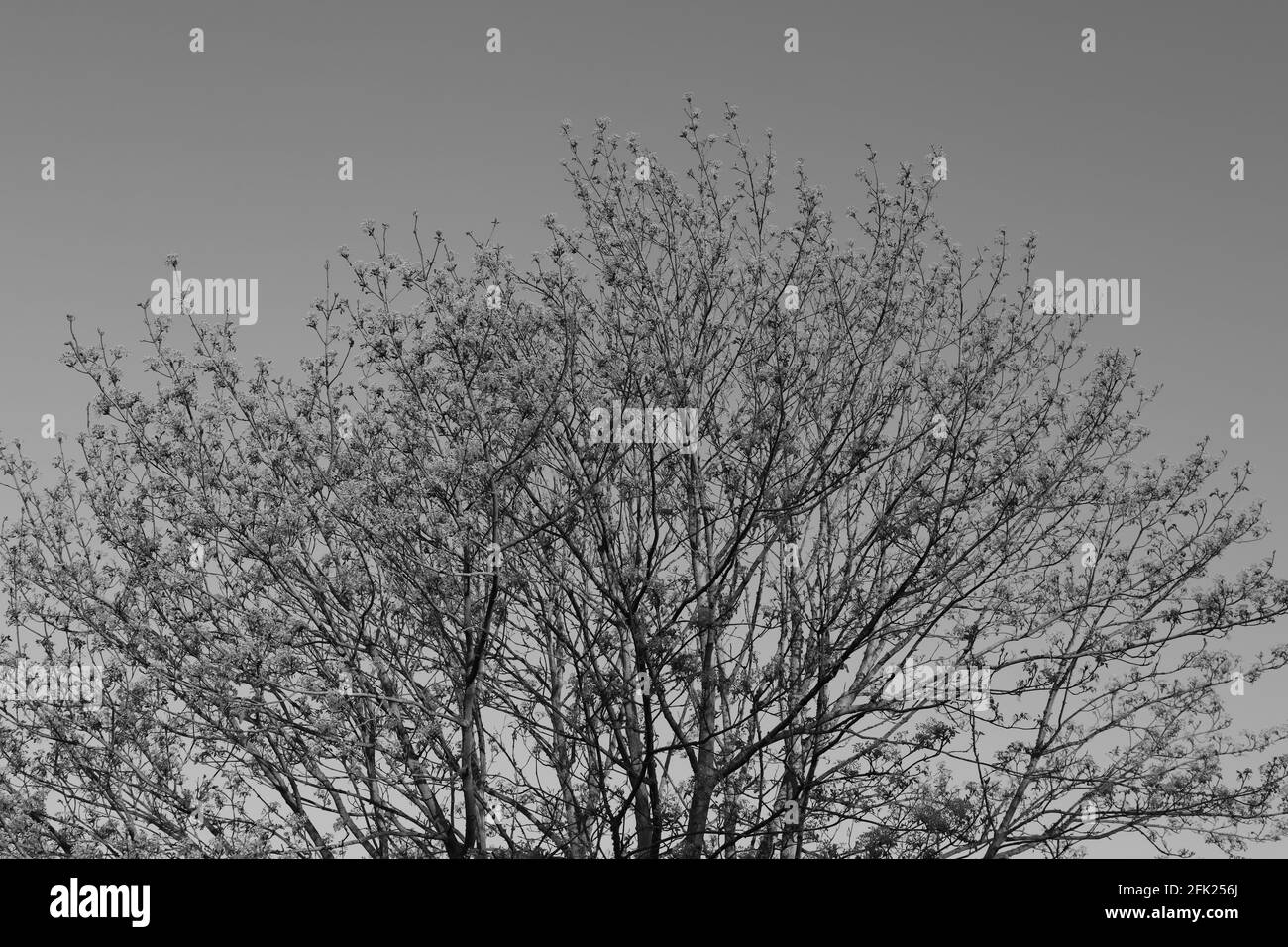 Outline of large tree sprouting in England, UK during spring in April ...