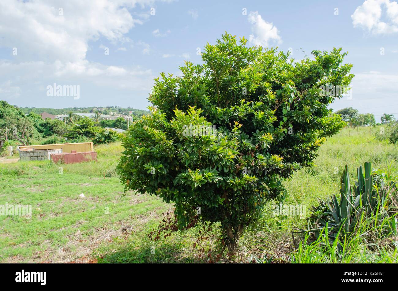 Sapodilla tree hi-res stock photography and images - Alamy