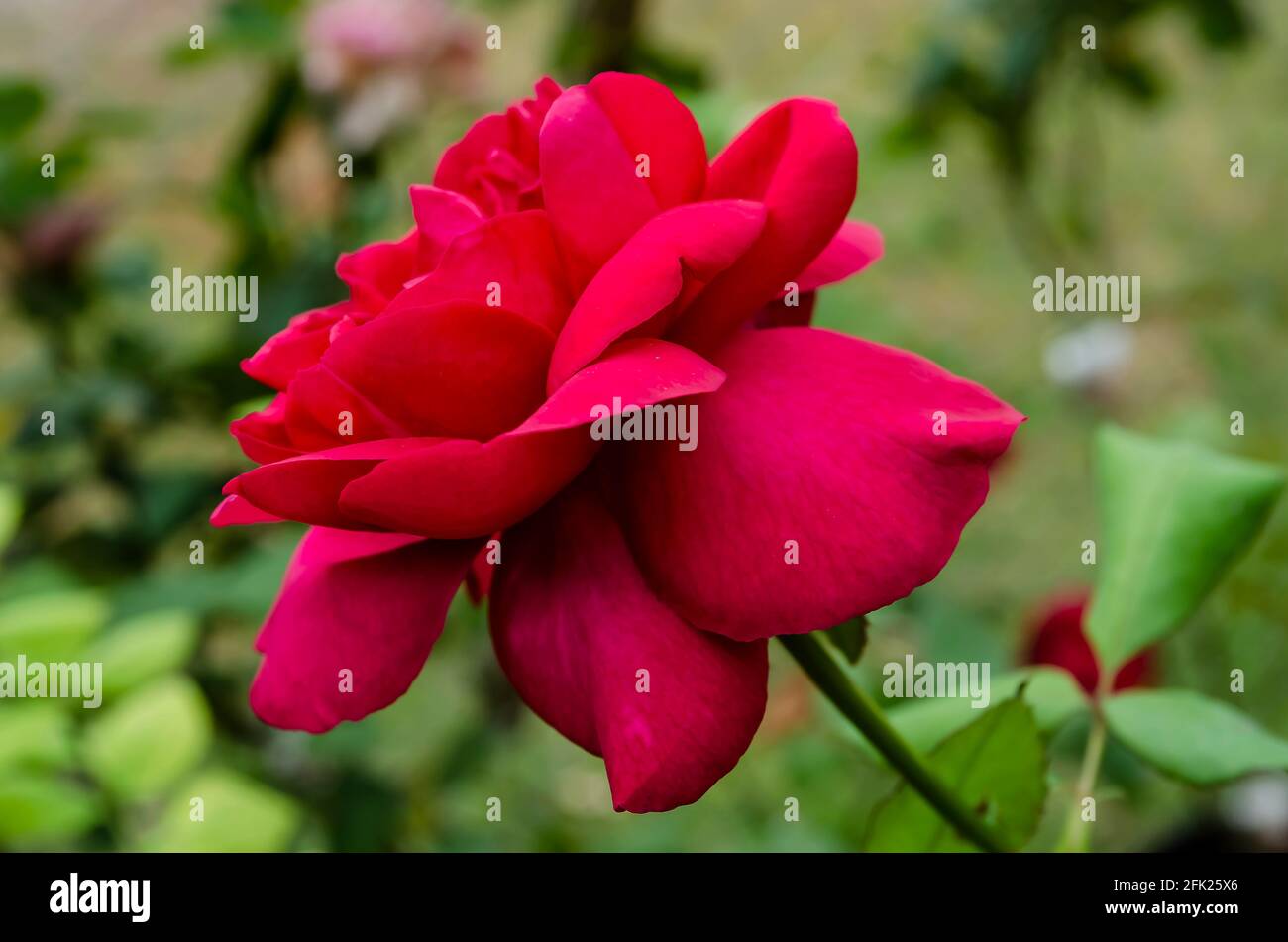 Side View Red Rose Stock Photo - Alamy