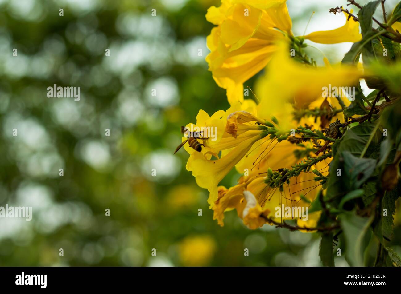 Angel's trumpets are dramatic flowering plants and the flower colors ...