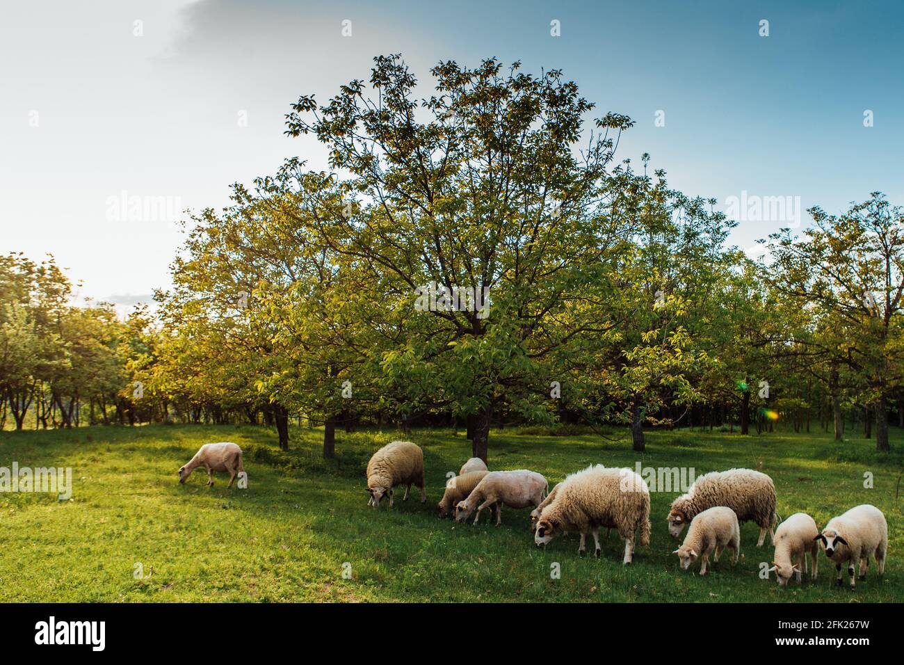 Fock of sheep grazing the grass Stock Photo - Alamy