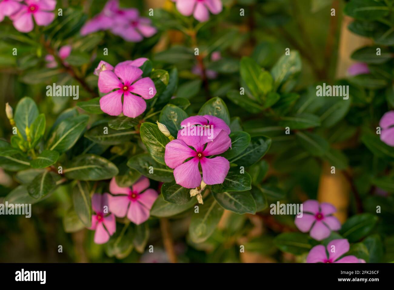 Attractive leaf shrub rose hi-res stock photography and images - Alamy