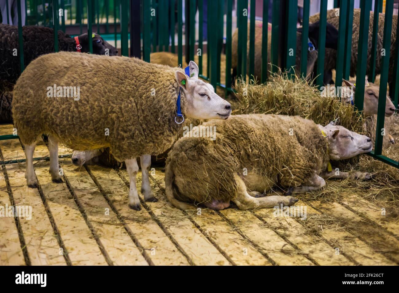 Two funny cute sheep at animal exhibition, trade show Stock Photo - Alamy