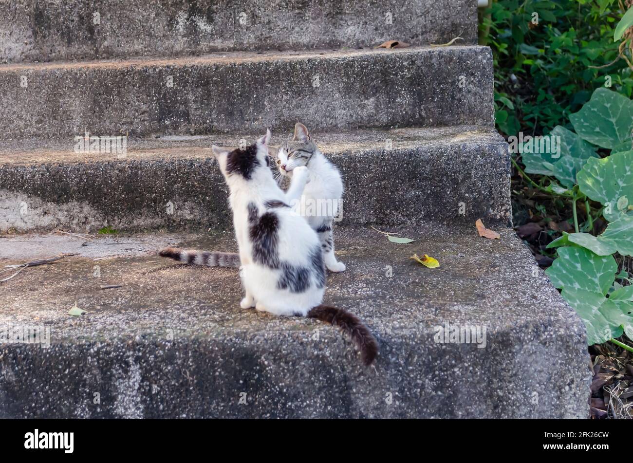 Close up tabby cats paws hi-res stock photography and images - Alamy