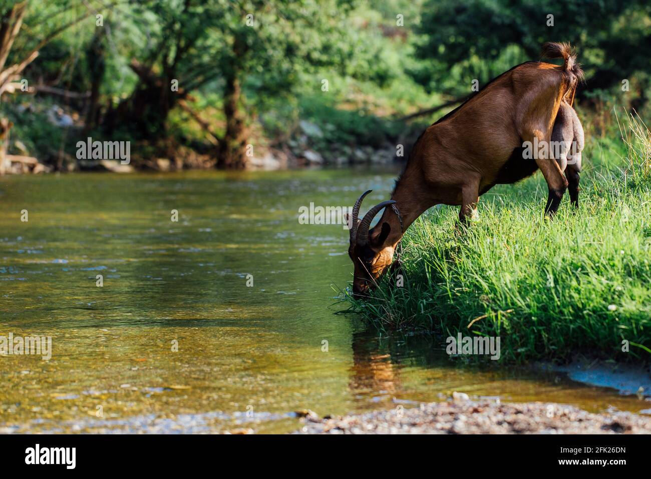 Goat drinks water on the river bank, Gradac river, Serbia Stock Photo ...